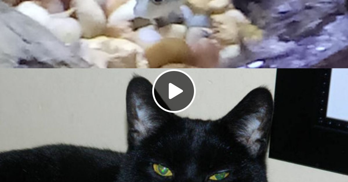 Heavy, Low, Loud & Slow July 31, 2019 by Heavy Low Loud & Slow | Mixcloud