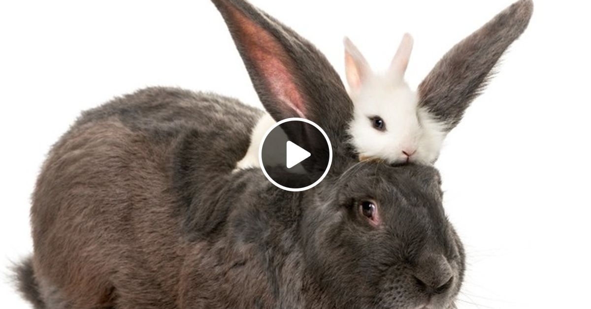 Down the Rabbit Hole with Frank the Becoming show by mainFM | Mixcloud
