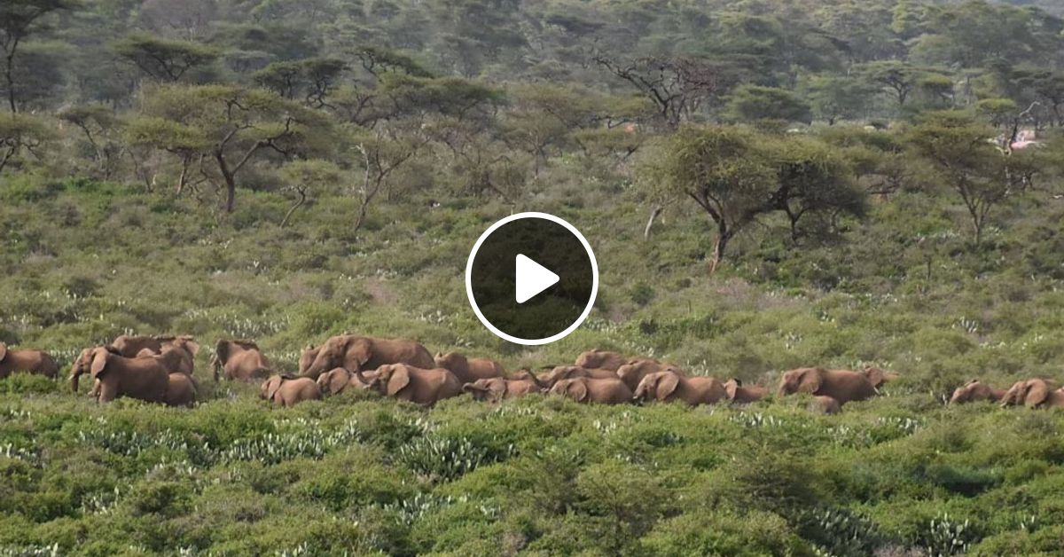 የዱር እንስሳት ጥበቃ ባለስልጣን እና የኦሮሚያ ክልል መንግስትን ሲያነታርክ የነበረዉ የባቢሌ የዝሆኖች መጠለያ ...