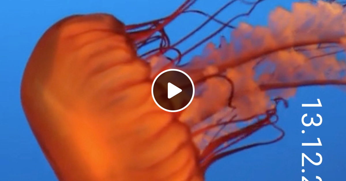 //Ecstatic Dance Hove 13/12/2023 by Heiku | Mixcloud