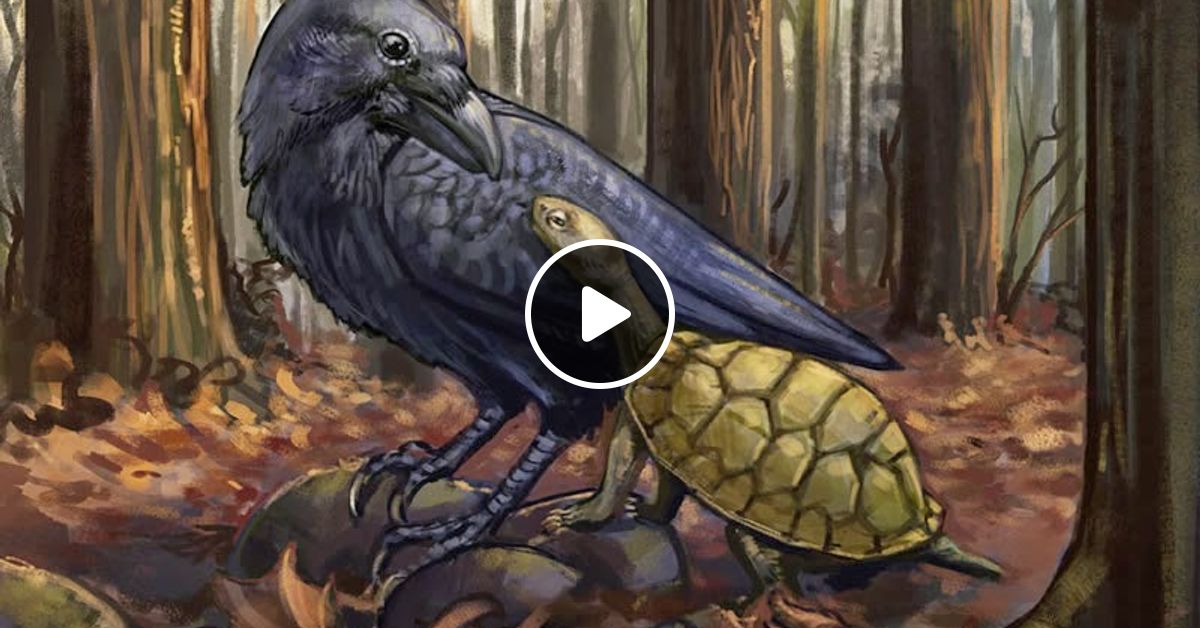 PEOPLE FOR PEOPLE RADIO - THE TURTLE AND CROW SHOW - 3RD NOV 2022 by ...