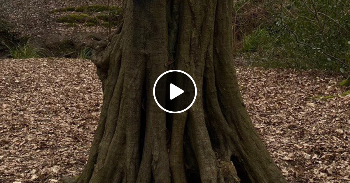 Nexcyia - January 2022 by Balamii | Mixcloud