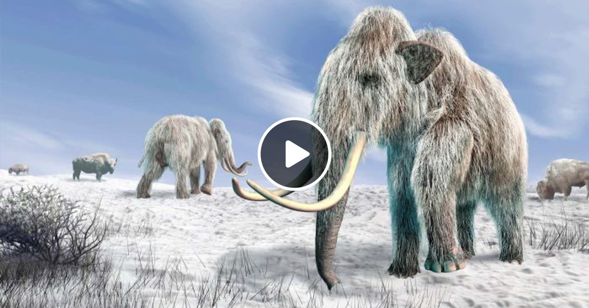 Colossal project to bring back the woolly mammoth by Late Night Live ...