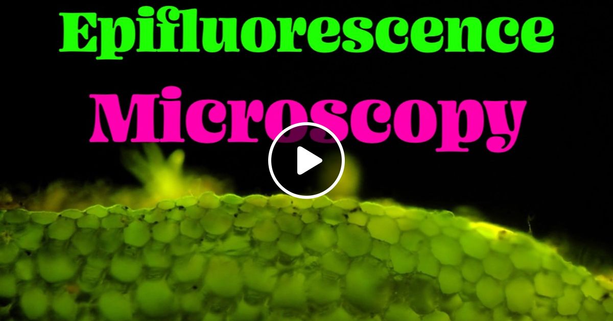 The Power Of Epifluorescence Microscopy by Permaculture Tonight | Mixcloud