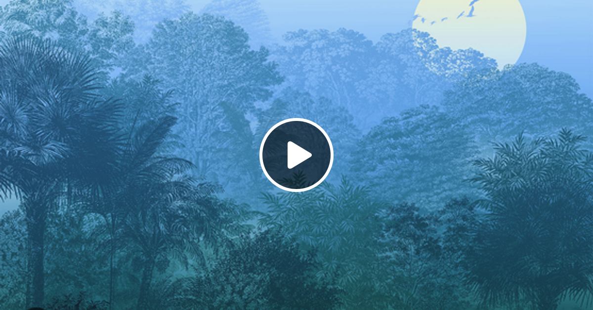 Illusionist & Darm - Deep In The Jungle Bassdrive Special Edition Nov ...