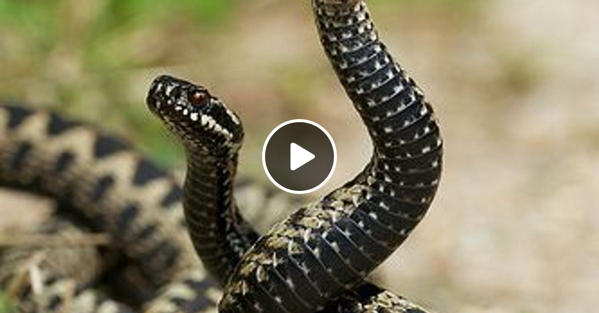 SNAKE Dance by Treba Mi Bass | Mixcloud