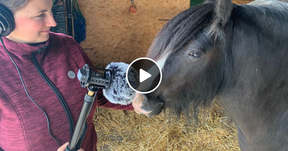 How can Equine Assisted Learning support wellbeing? With Fran Armstrong ...