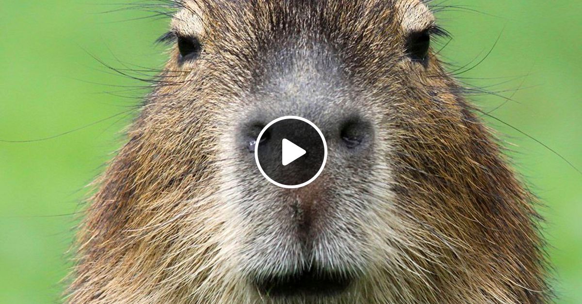 Capybara Mix 2022 by The Blue Room Sessions | Mixcloud