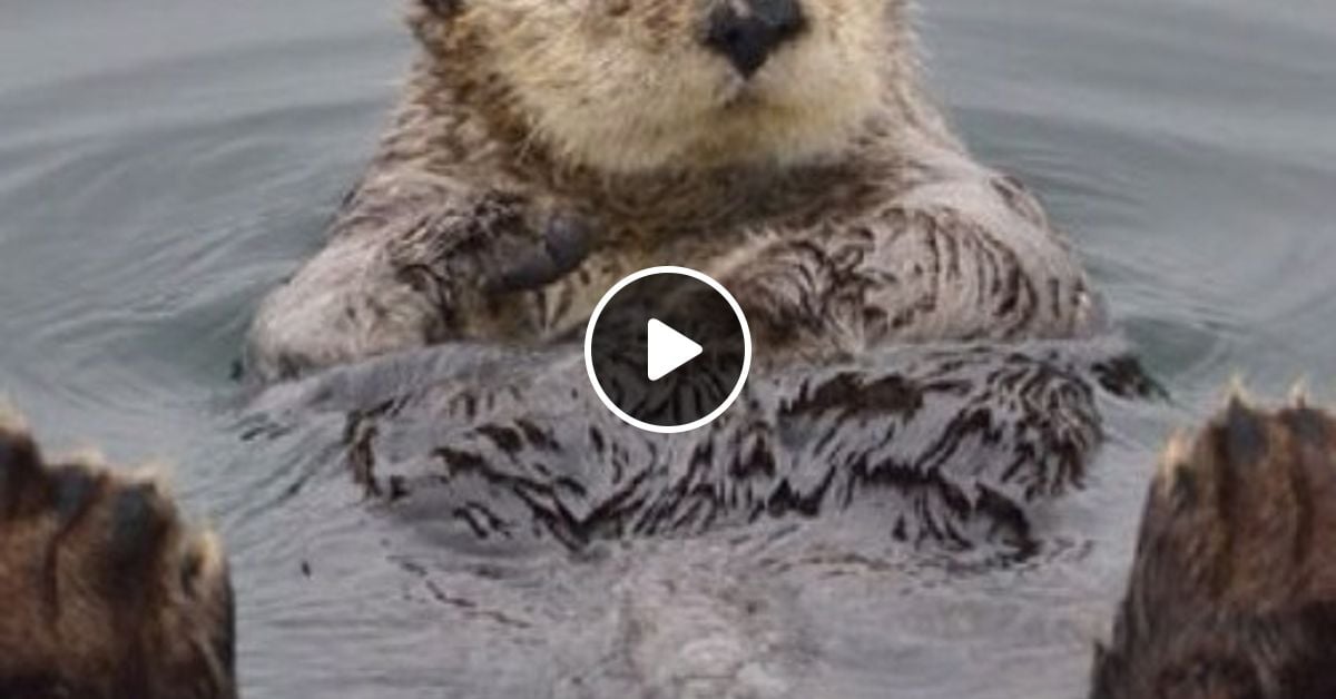 Otter's Pocket by NattMash | Mixcloud