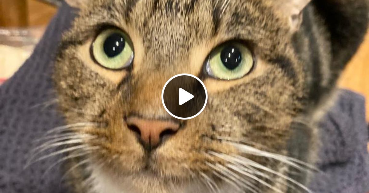 The Golden Maverick - Garden Sounds - 12 May 2024 by PowerFM | Mixcloud