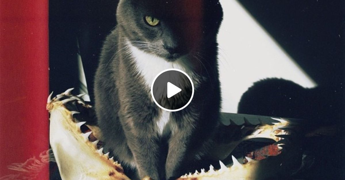 Reverberation #269 by Reverberation Radio | Mixcloud