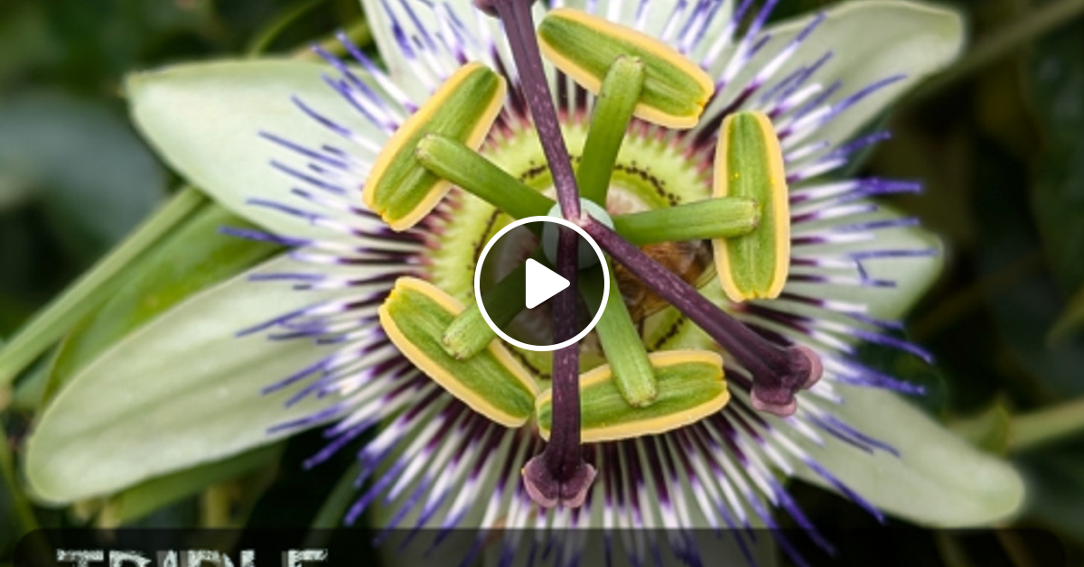 'Triple Vision' 25.03.2025 w/ Lava Brain + LMD (Dilate) [area3000.radio ...