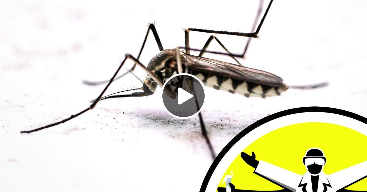 Curing Mosquitoes Malaria And The History Of Our Units By The Naked