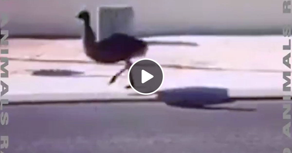 Mild Animals w/ Rejoicer - 12th July 2019 by Mixcloud NTS Radio | Mixcloud