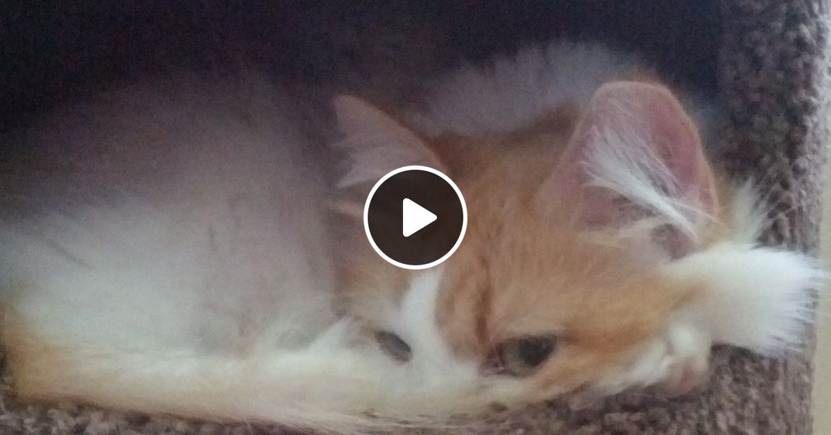 NO TARIFFS HERE - APRIL FOOLS ! by cattdaddy - dj tim dale | Mixcloud