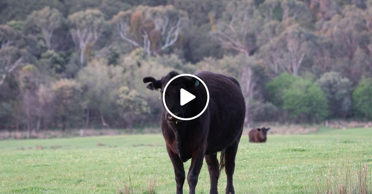 WMNB 144: feeling my oats. by DJ black angus | Mixcloud