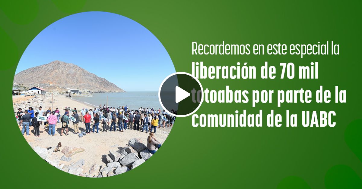 Comunidad de la UABC libera 70 mil totoabas en el Golfo de California ...