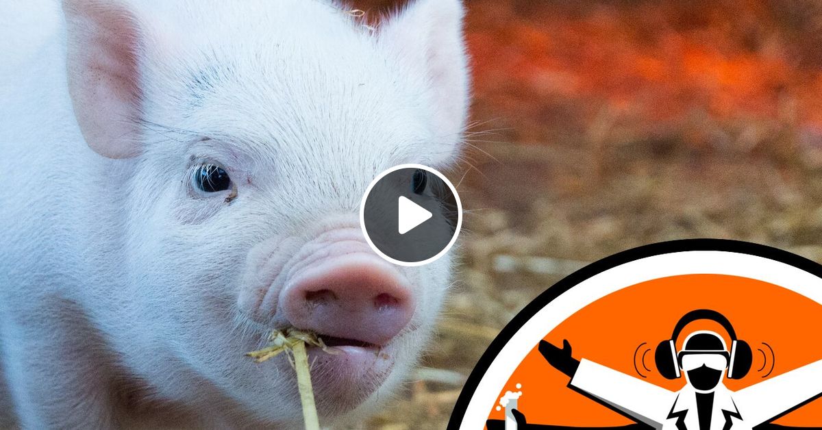Pig grunts indicate their emotions by Naked Scientists Special Editi ...