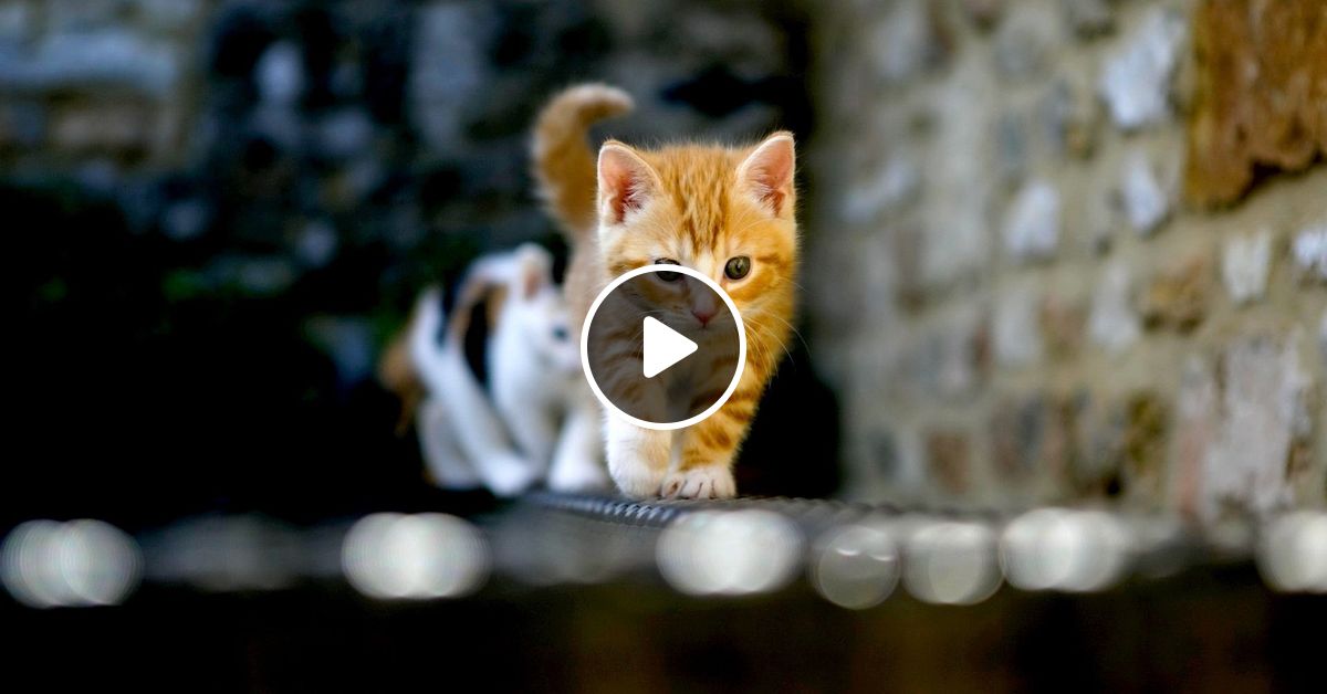 Deep House & Club Sounds - Curiosity (80 Minutes Mix - DJ DeeKaa) by DJ ...