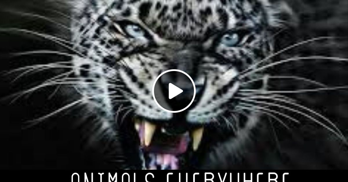 Animals Everywhere 12 w/ Vain Nofler by Radio RapTz | Mixcloud