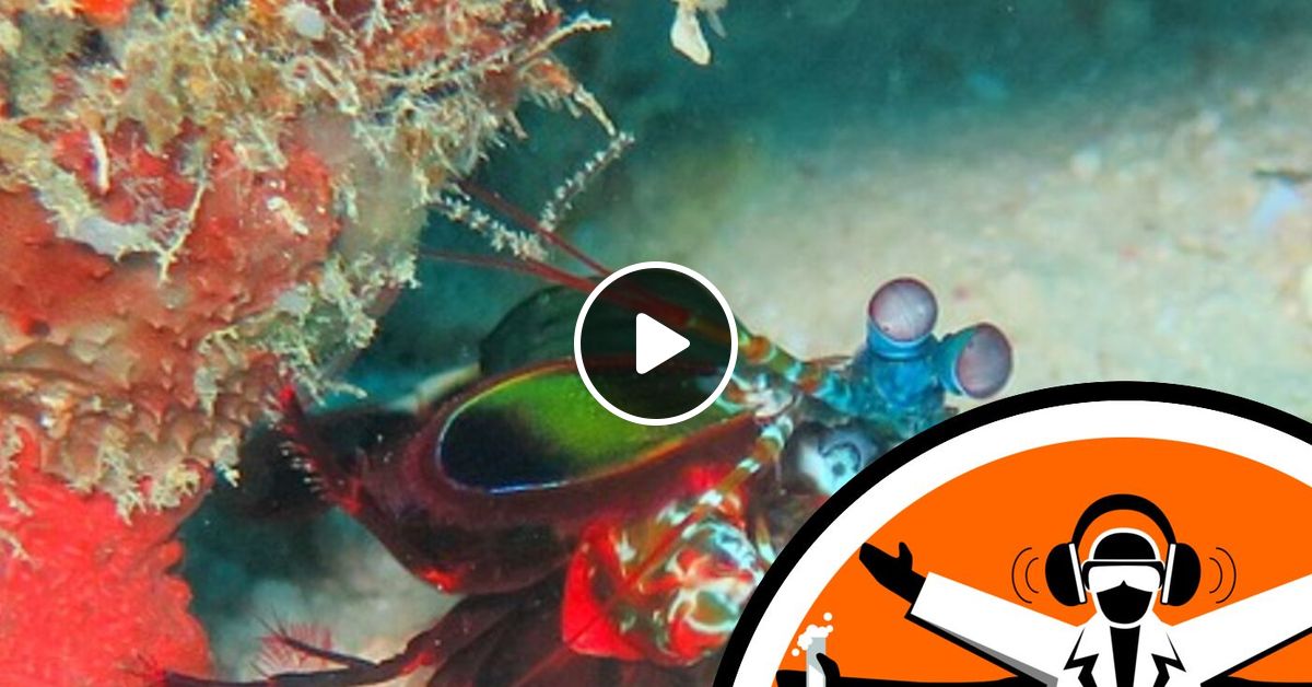 Camera based on shrimp eye sees cancer cells by Naked Scientists ...