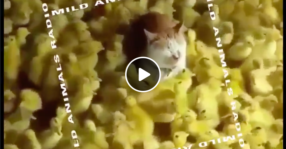 Mild Animals w/ Busdriver - 5th October 2018 by Mixcloud NTS Radio ...