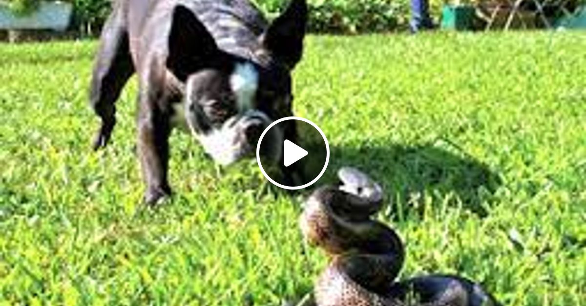 SNAKE EAT DOG ? ? ? VOL1 BY IZAHDOG by DIPKLUB//NINJATUNES | Mixcloud