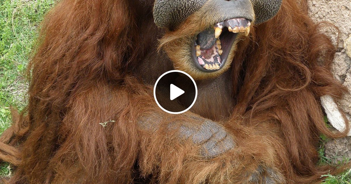 Barratry of the Apes Pittsburgh Free Form Radio #120 Clair Thomas by ...