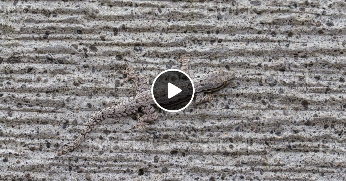 InvIsIbLe LIzard by Peter van Eijndhoven | Mixcloud