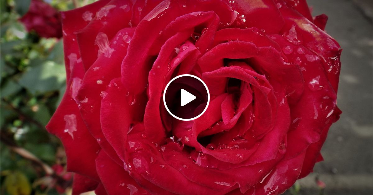 From the poetry sequence Games, by Vasko Popa by SimonZonenblick | Mixcloud