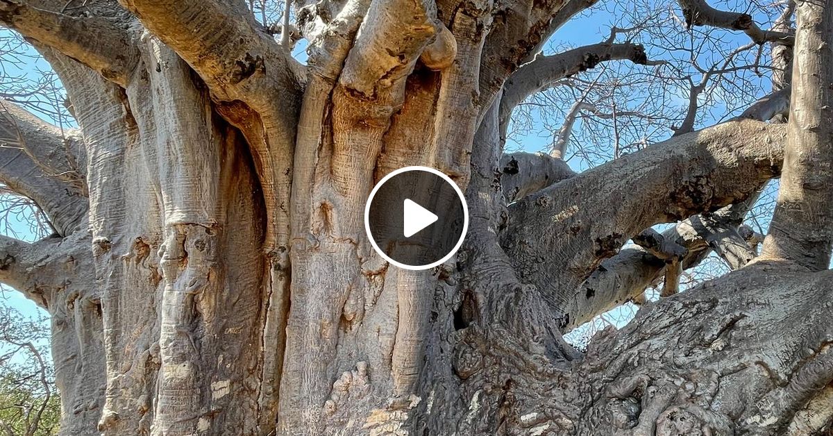 Living with nature: Kampala's conundrum, river accidentally rerouted to ...