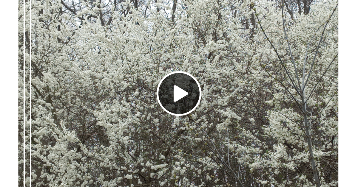 RADIO KAPITAŁ: bez ciśnienia: ODC.34 Biosna (2024-04-08) by Radio ...