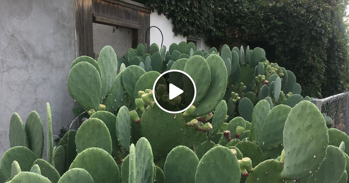 Arctic Cactus Hour, Sept. 11 2021 by Arctic Cactus Hour | Mixcloud