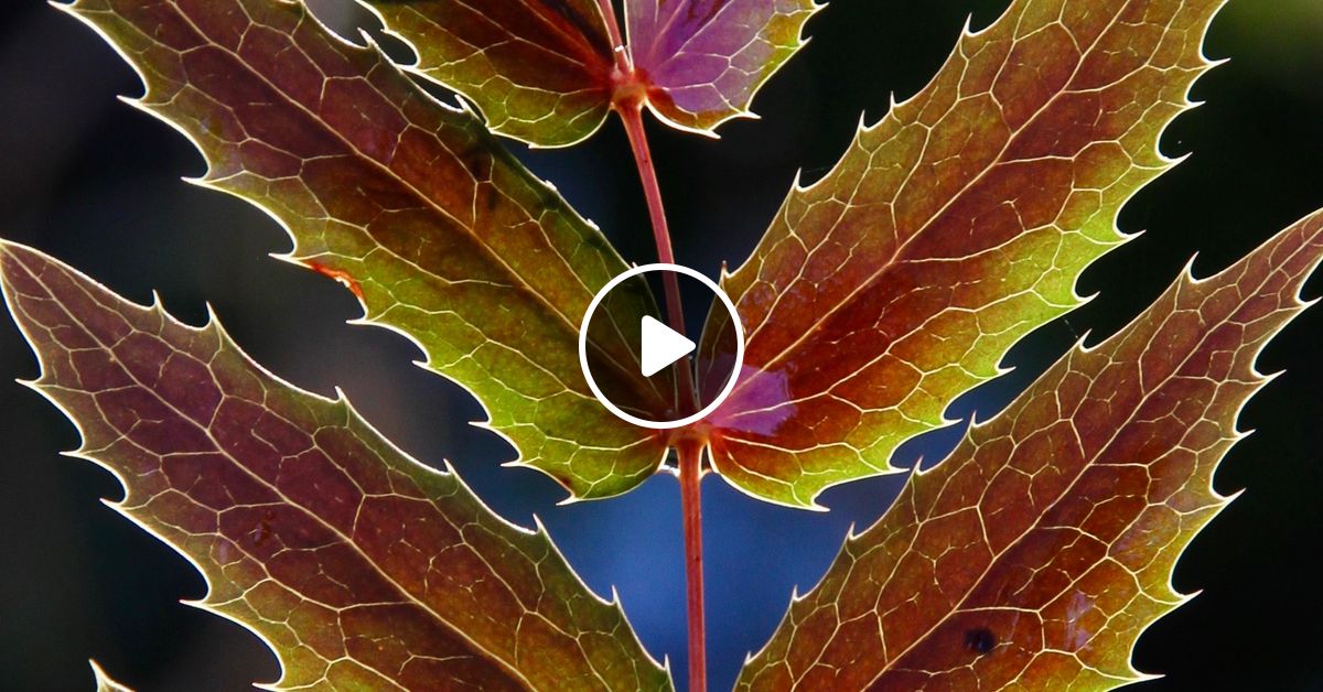5Rhythms Wave in November Under the Cowichan Sky by SHAUNA DEVLIN listeners | Mixcloud