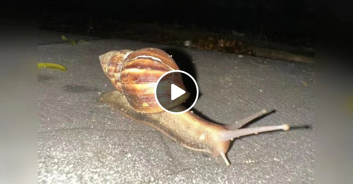 DJ'YE【境超 Private Mix'24】《B2$ & KOALA - 真的沒喝多 X 辣台妹 VS 中國老總 X 周杰倫 - 七里香》Mixtape 2x24 by DJ'YE ...