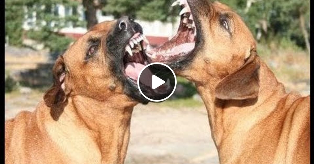 angry rhodesian ridgeback