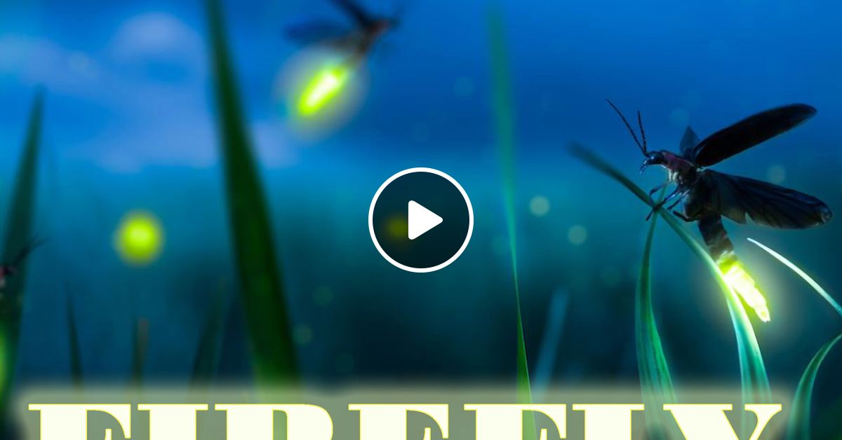 Metamorphosis III : Firefly -11:00pm to 1:30am, DJ Francis Camera by DJ Francis Camera | Mixcloud