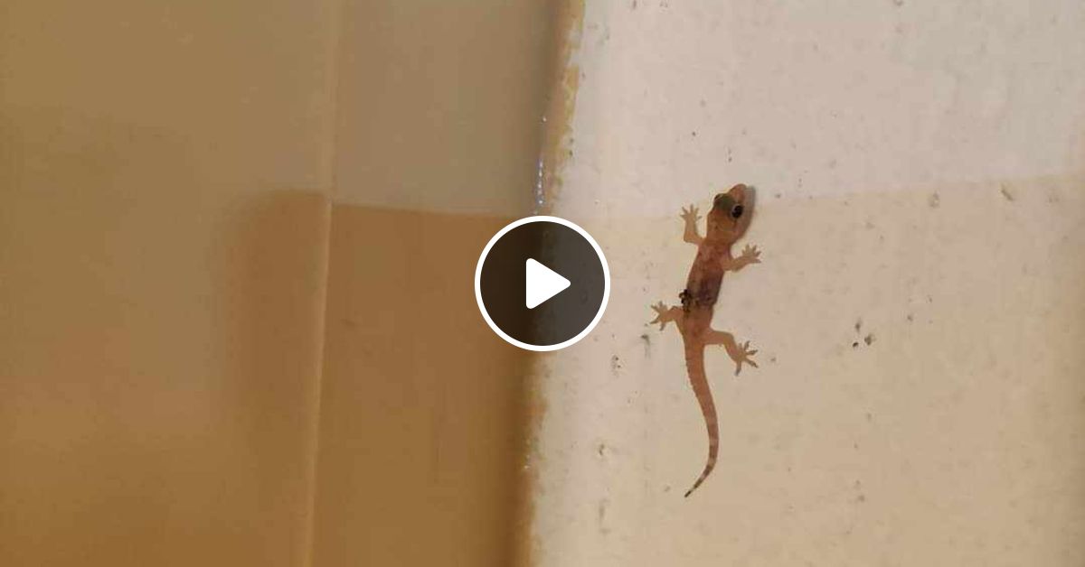 Macaklin (shift) by Demos | Mixcloud