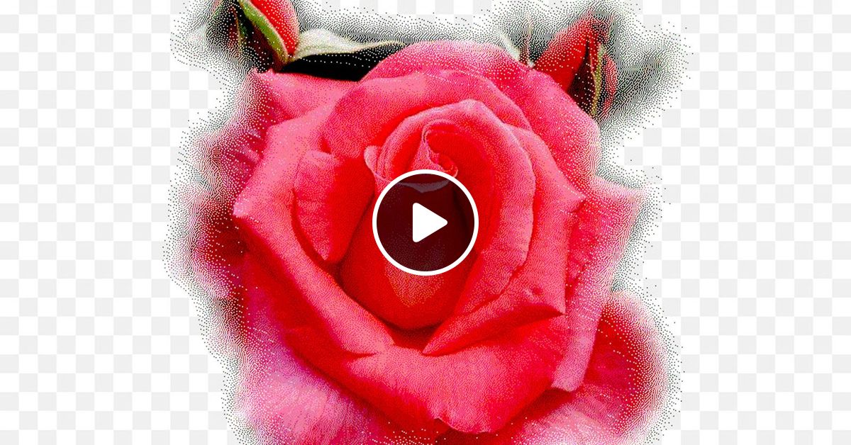 Fragrant Sacrifice w/ Naima Karlsson - A Rose Is A Rose Is A Rose - 9th ...