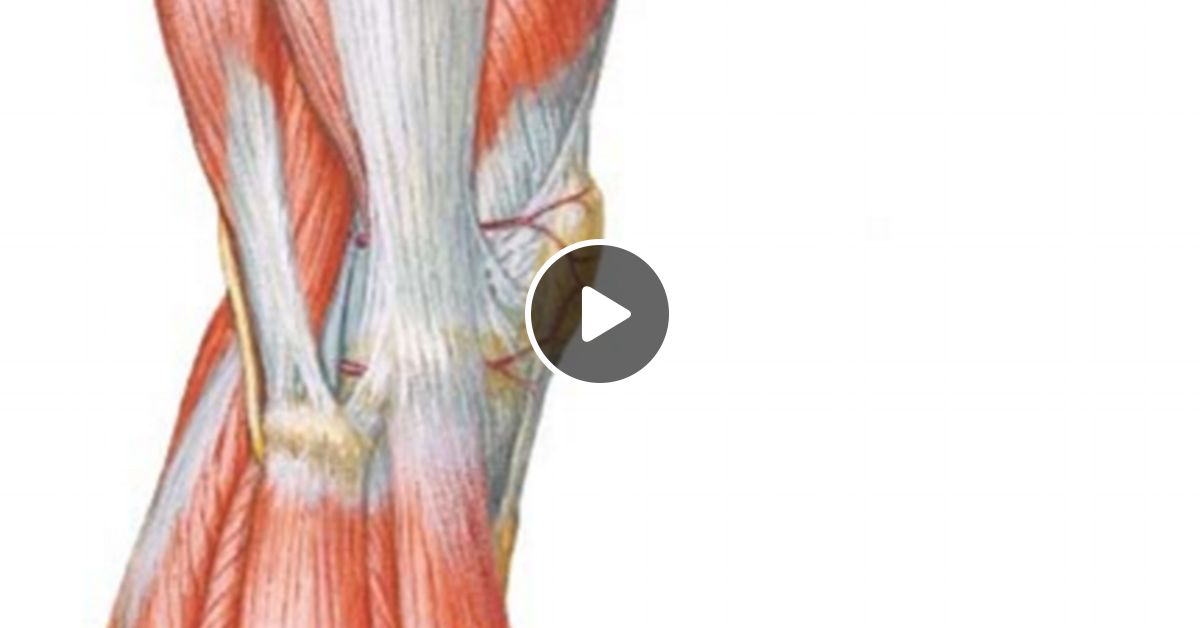 Episode 134 - Jill Cook, part 1: A Continuum Model of Tendon Pathology ...