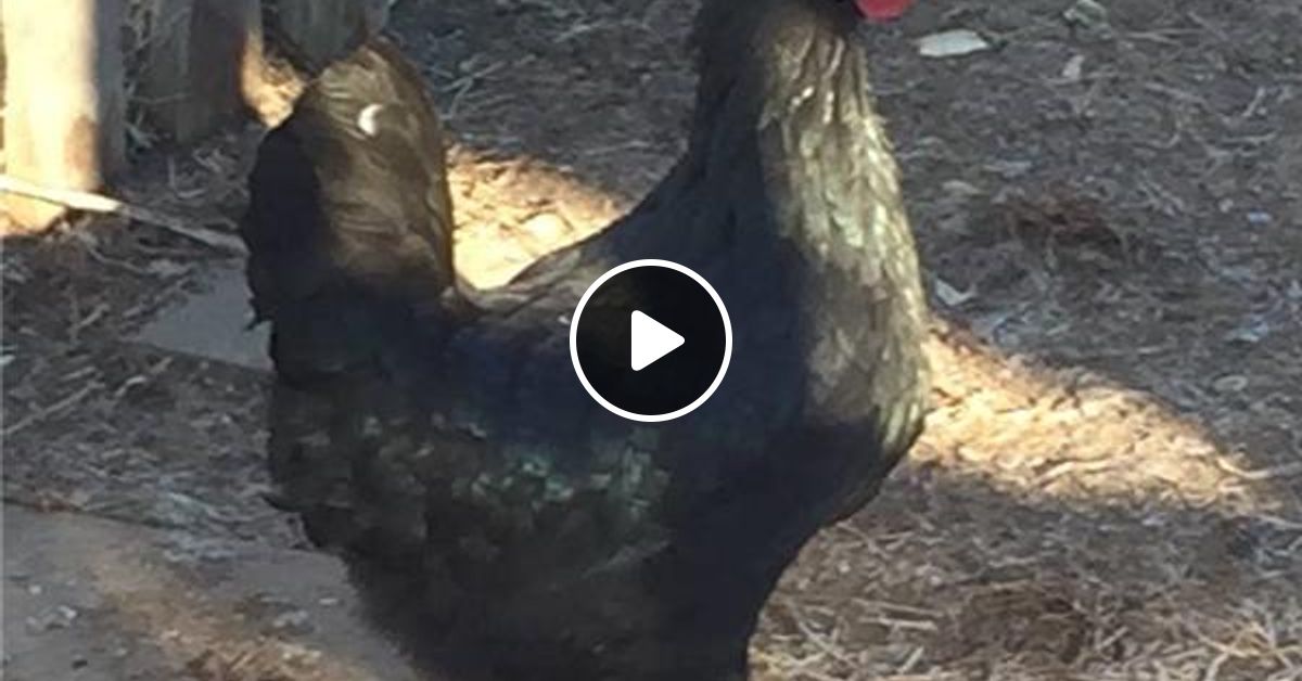 Quantum Healing With Candace The Mandela Effect Open Lines By In5d Radio Mixcloud