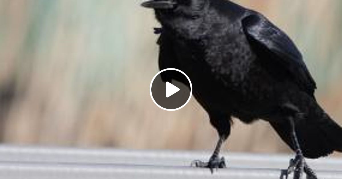 Spark Bird: Kaeli Swift and the Rooftop Crows by BirdNote | Mixcloud