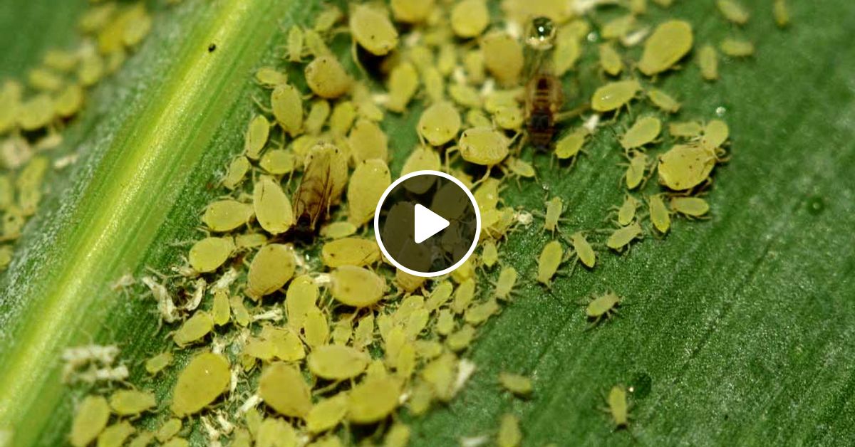 Talking Crops Podcast: Sugarcane Aphid Dos and Don'ts - Gus Lorenz by ...