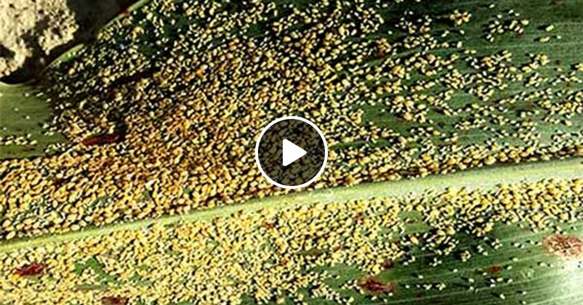 Talking Crops Podcast: Managing Sugarcane Aphids with Transform – Drew ...