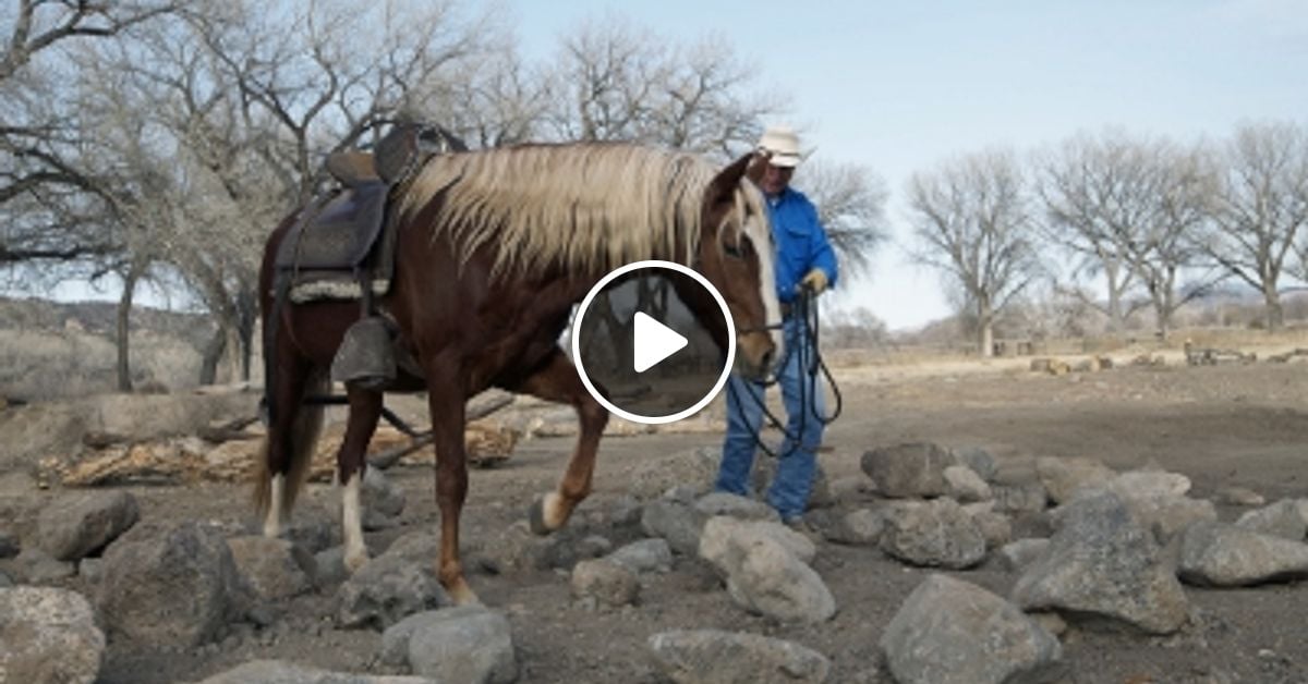 Interview with Mark Bolender of Bolender Horse Park about Obstacle ...