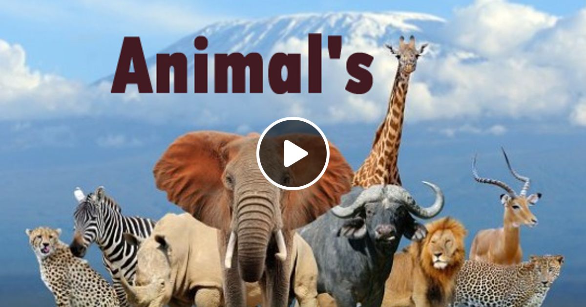 The Virtual Pub Presents: Sunday Night Live with Boggy - "Animals" 16 ...