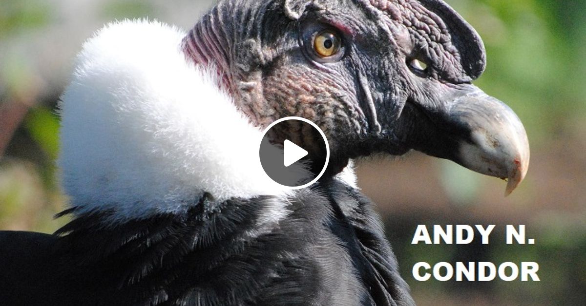 MOUSE THE FOX - ANDY N. CONDOR - VOL.60 - 20.11.2022 by MOUSE THE FOX ...