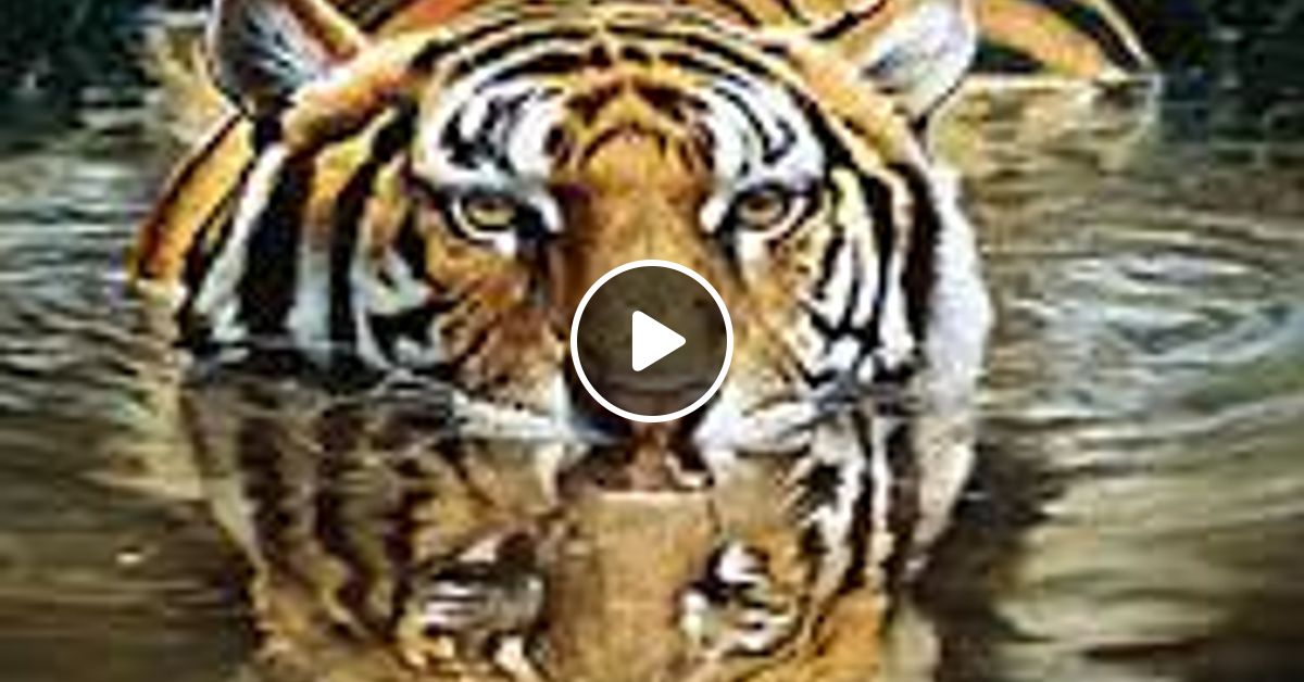 Welcome to the Jungle part 2 by Michal Sluka | Mixcloud
