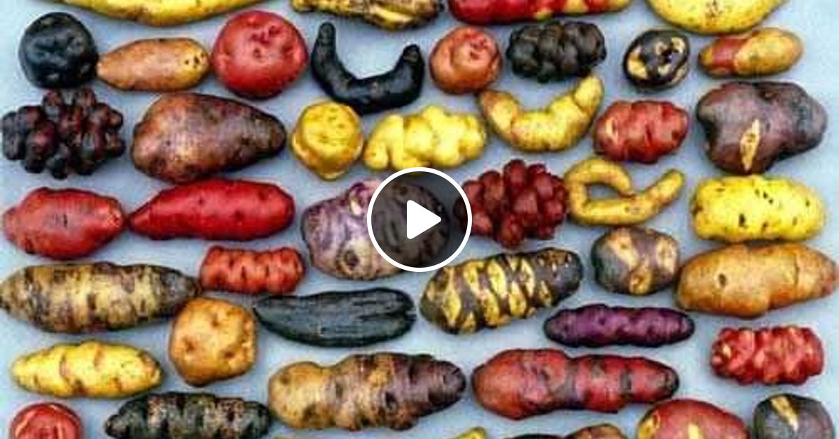 Axomamma by Cinaed | Mixcloud