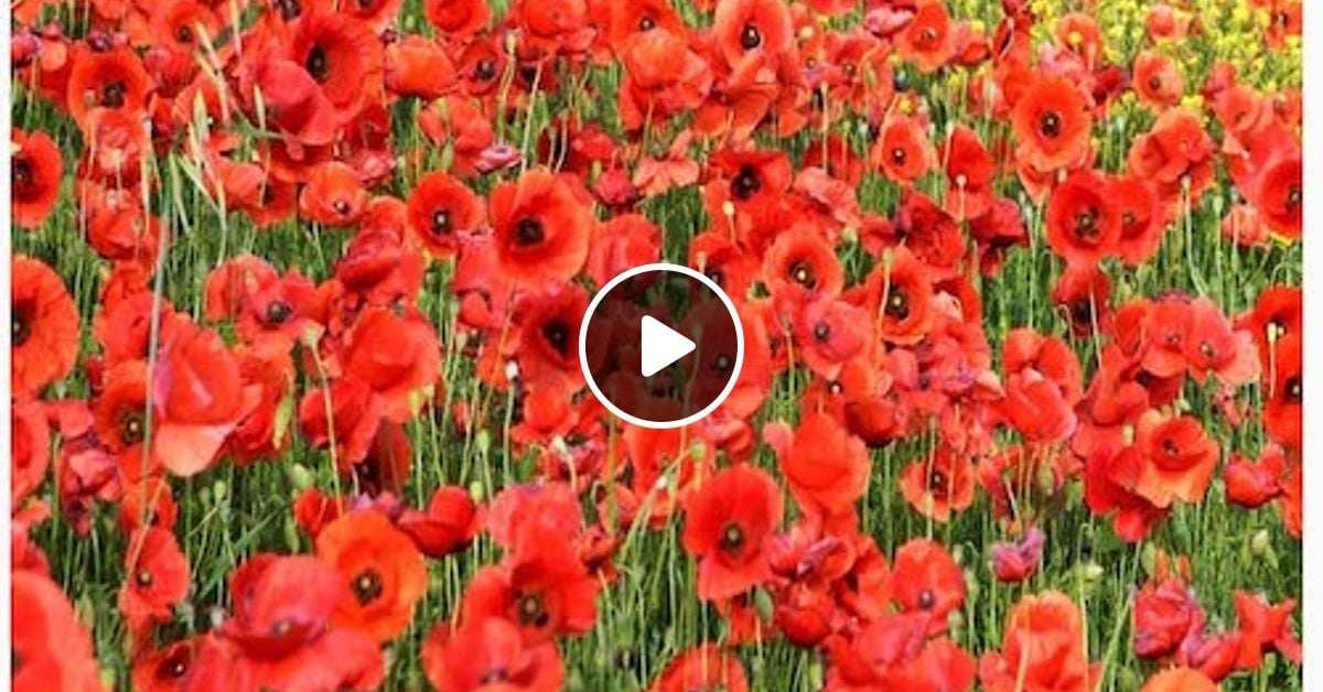Poppy Seeds by Scotty Fox | Mixcloud